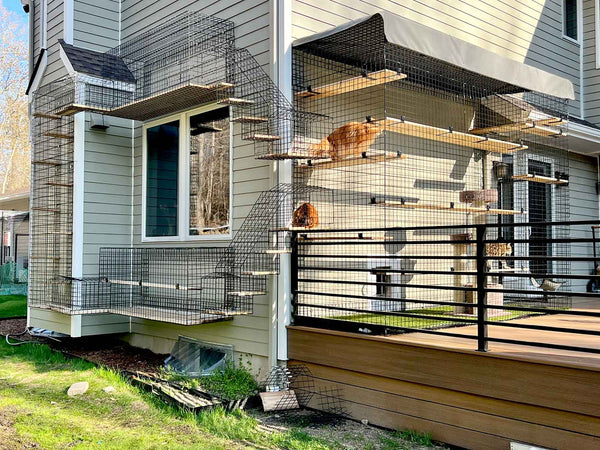 The Cats and the Cattery – Benefits that you need to Know! - Habitat Haven