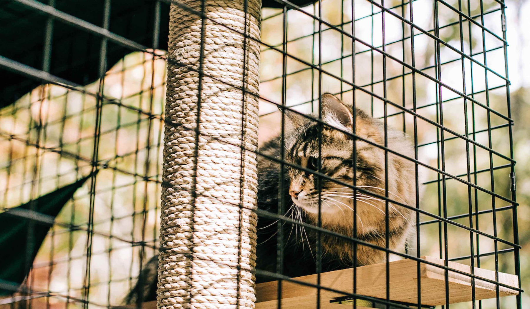 Premium Outdoor Catios - Catio Kits & Custom Designed Catios