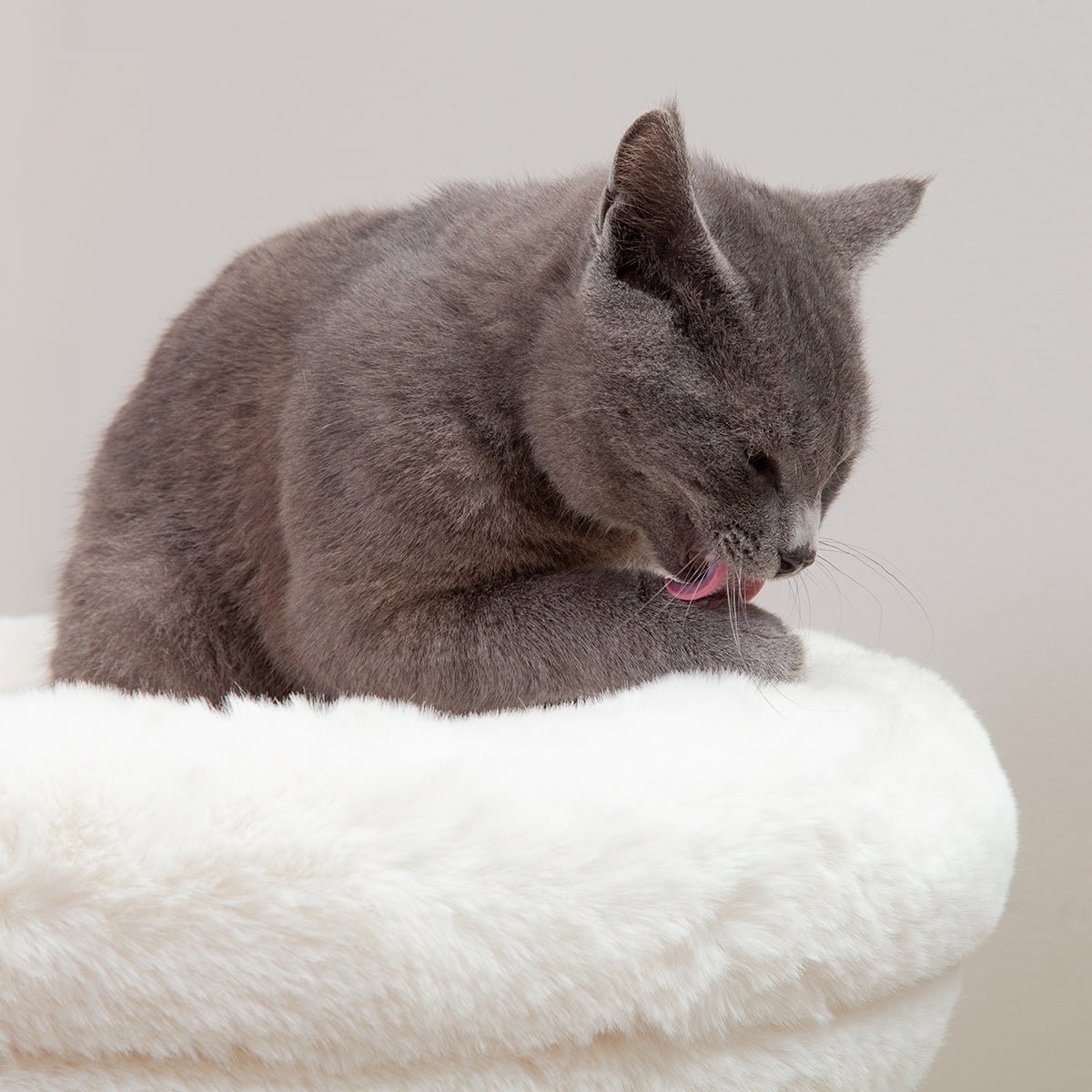 The Oasis Real Wood Cat Tree | Habitat Haven